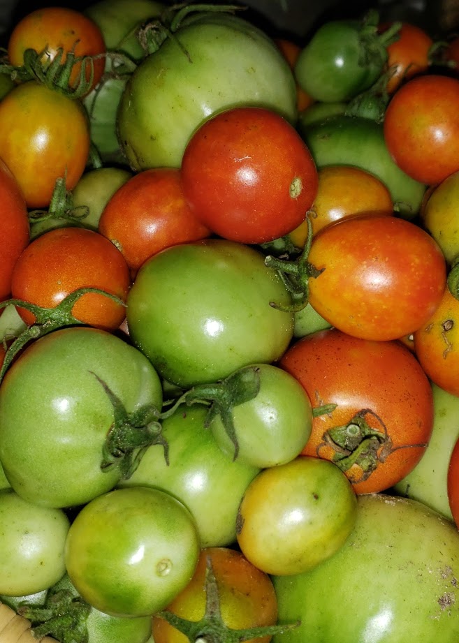 Fall Garden - The Four Acre Farm - Garden - Fall Garden