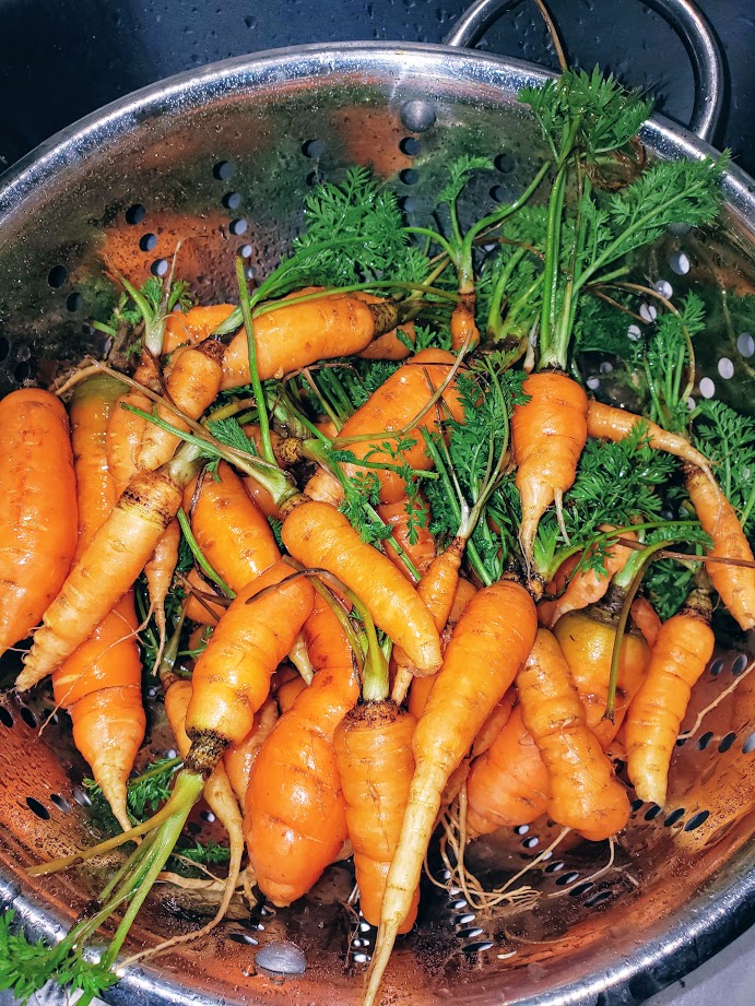 Garden Carrot Cleaning Tips - The Four Acre Farm Garden